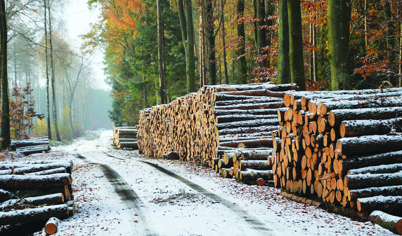 Kto eksportuje polskie drewno? Lasy Państwowe reagują na fałszywe informacje | Gazeta Polska